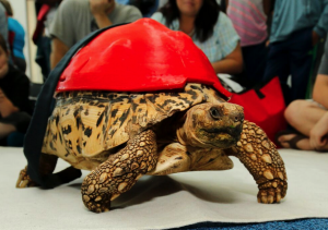 Tortoise, Cleopatra, Receives New and Improved 3D Printed Shell to ...