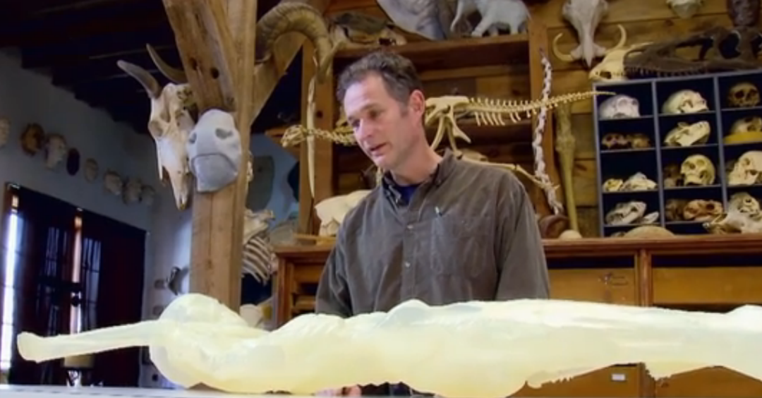 Reborn in the Amber Resin of the 3D Printer: Nova Documentary Shows ...