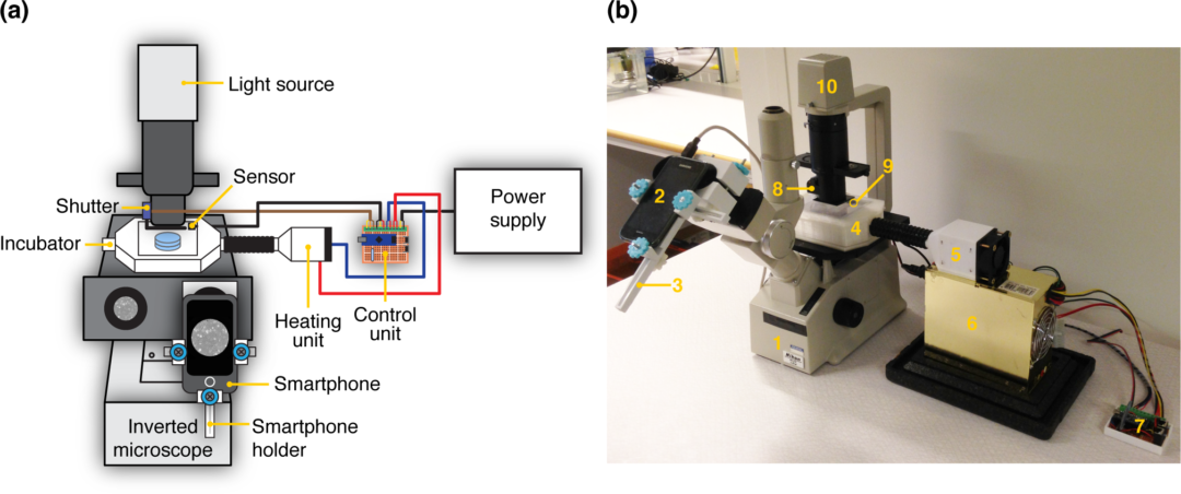 Researchers Transform Ordinary Microscope into High-Quality Live ...