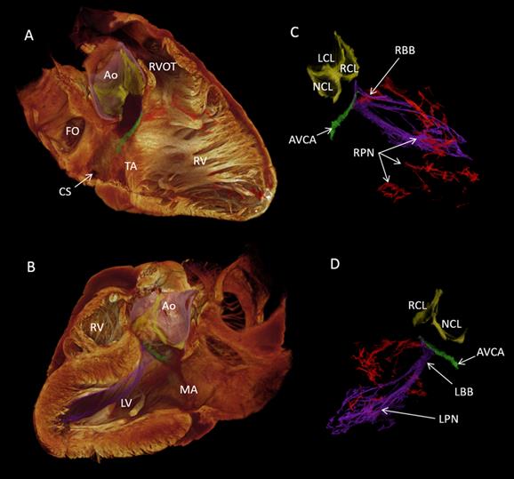 3D Data Shows What Makes the Heart Beat - in High-Resolution Detail ...