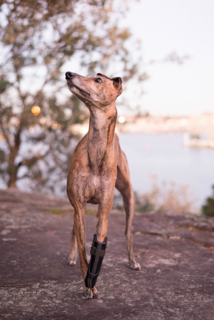 Australia's First 3D Printed Paw Helps Millie the Greyhound Run Again ...