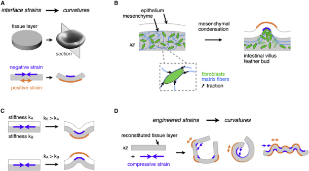 UCSF Uses 3D Cell Patterning Technology to Fold Living Tissue Into ...