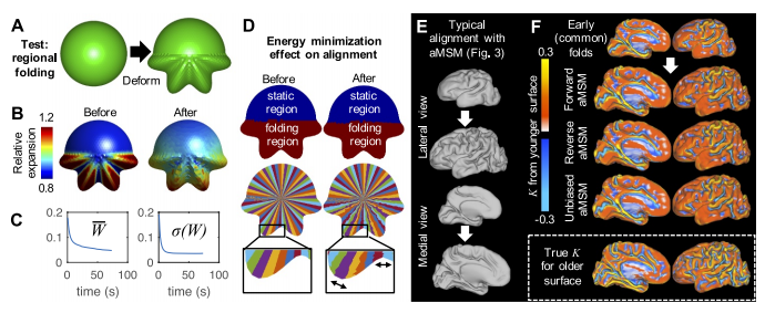 Researchers Use 3D Mapping to Measure Growth and Folding Patterns in ...