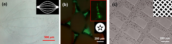 New Multi-Material Bioprinting Technique Advances On-Demand Complex ...