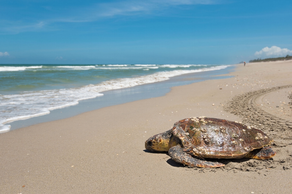 Digital Sea Turtles Swim Across Researchers' Screens with 3D Scanning ...