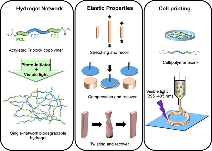 New Elastic Biodegradable Hydrogel Could Help 3D Print Human Soft ...