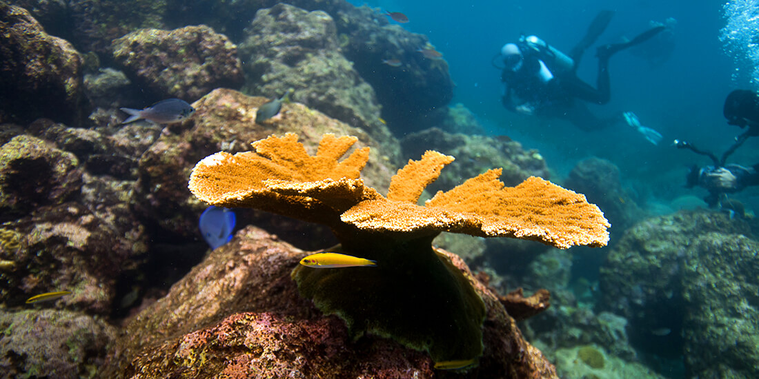 Team Effort Uses 3D Printing to Restore Coral Reefs - 3DPrint.com ...