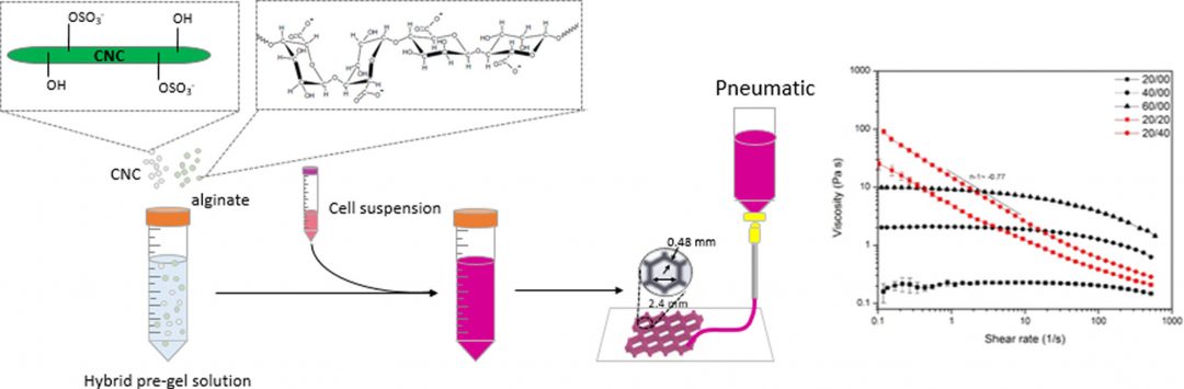 Promising New Bioprinting Ink Formulated from Alginate and Cellulose ...