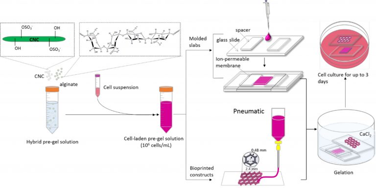 Promising New Bioprinting Ink Formulated from Alginate and Cellulose ...