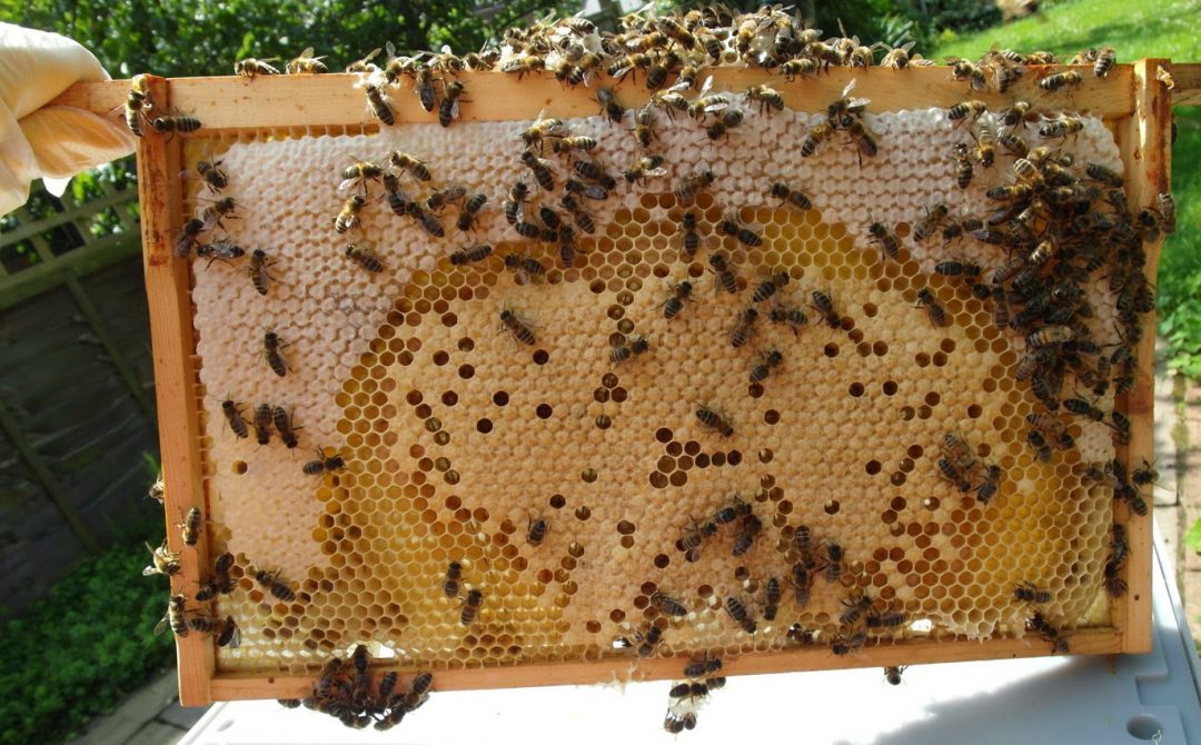 Honeycomb structures: from infill to bicycle tires - 3DPrint.com ...