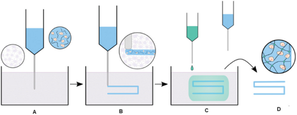 FRESH News: SLAM Used to Fabricate Complex Hydrogel Structures With ...