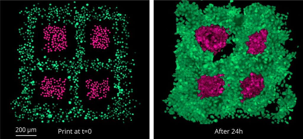 Interview with Gavin Jeffries from Fluicell: "Cell Biology is at the ...