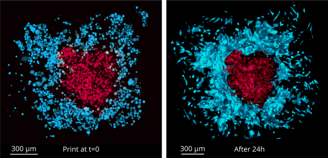 Interview with Gavin Jeffries from Fluicell: "Cell Biology is at the ...