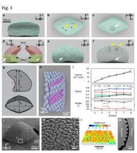 Collaborative Research Team Creates 3D Printed Armor Inspired by Chiton ...