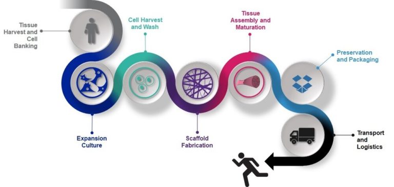 Segway Inventor Hopes to Mass Produce Human Tissues and Organs ...