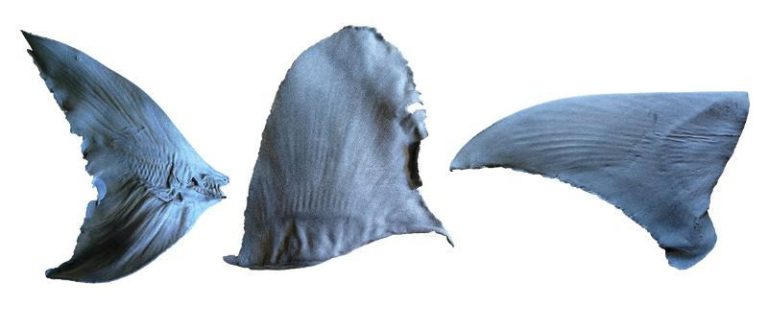 3D Printed Shark Fin Replicas Enable Conservation and Education ...