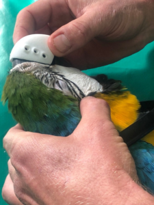 Max the Macaw is Back in Business with 3D Printed Titanium Beak ...